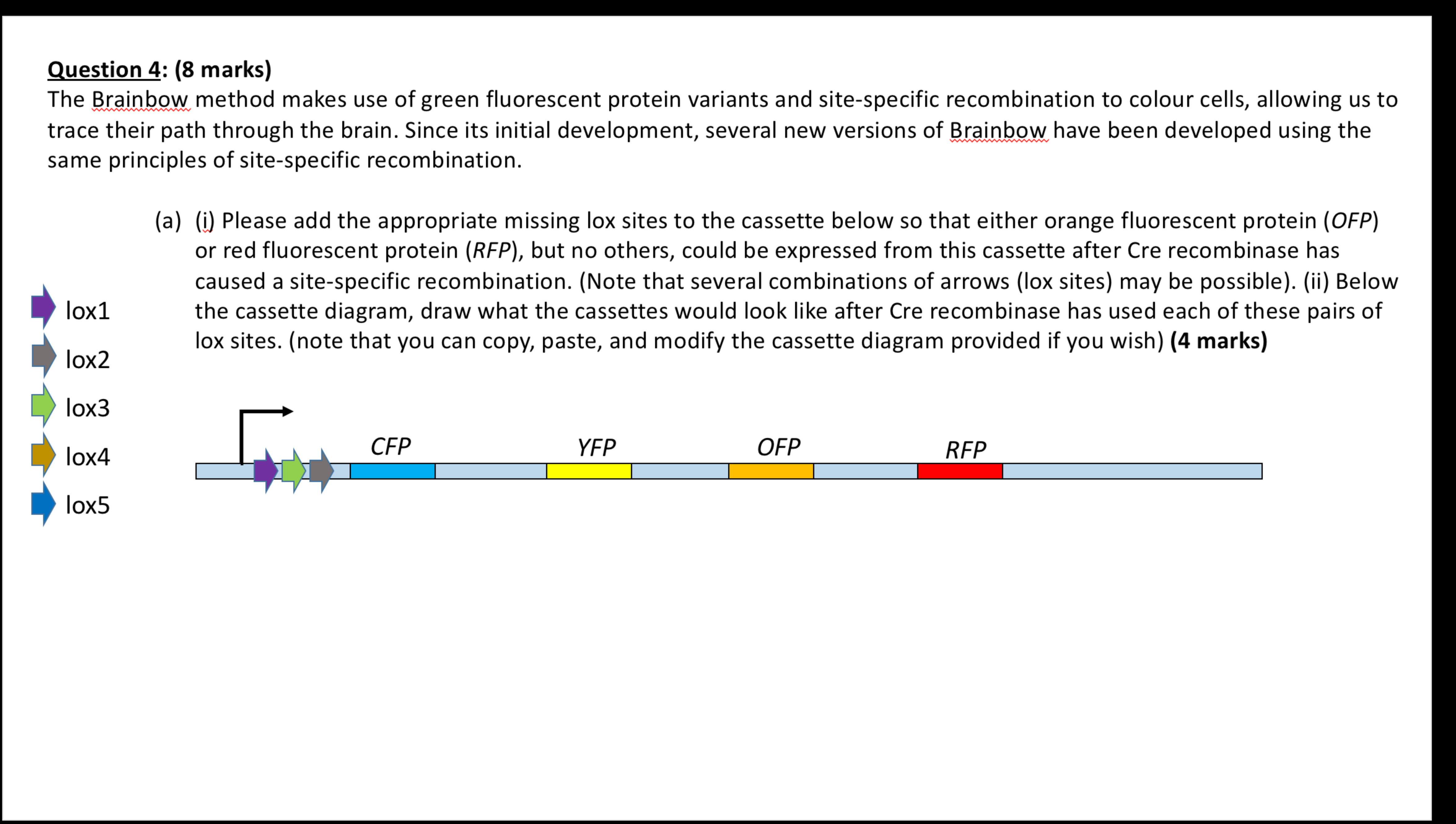 Solved Question 4: (8 ﻿marks)The Brainbow method makes use | Chegg.com