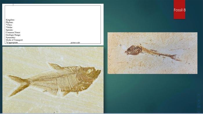 Solved Fossil 9 Kingderes Phytuan "Clans: "Drder- Species | Chegg.com
