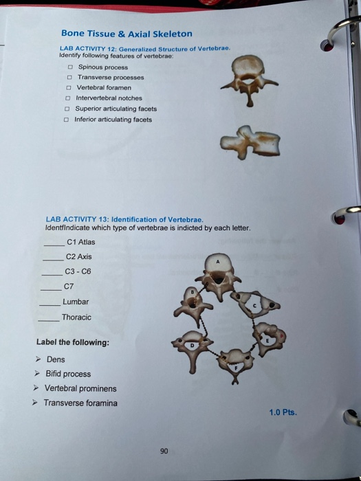 Solved Bone Tissue & Axial Skeleton LAB ACTIVITY 7: Eye | Chegg.com