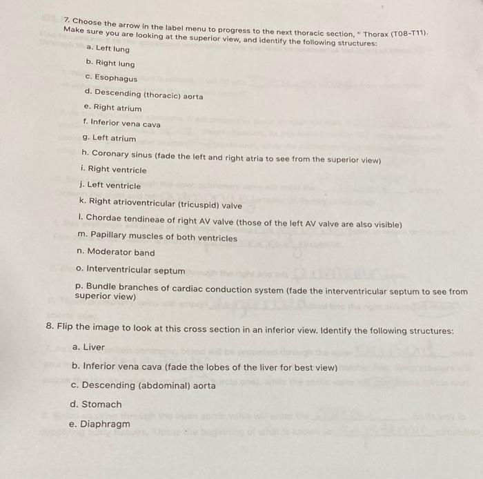 oss section (Inferior view) Manubrium of sternum sht | Chegg.com