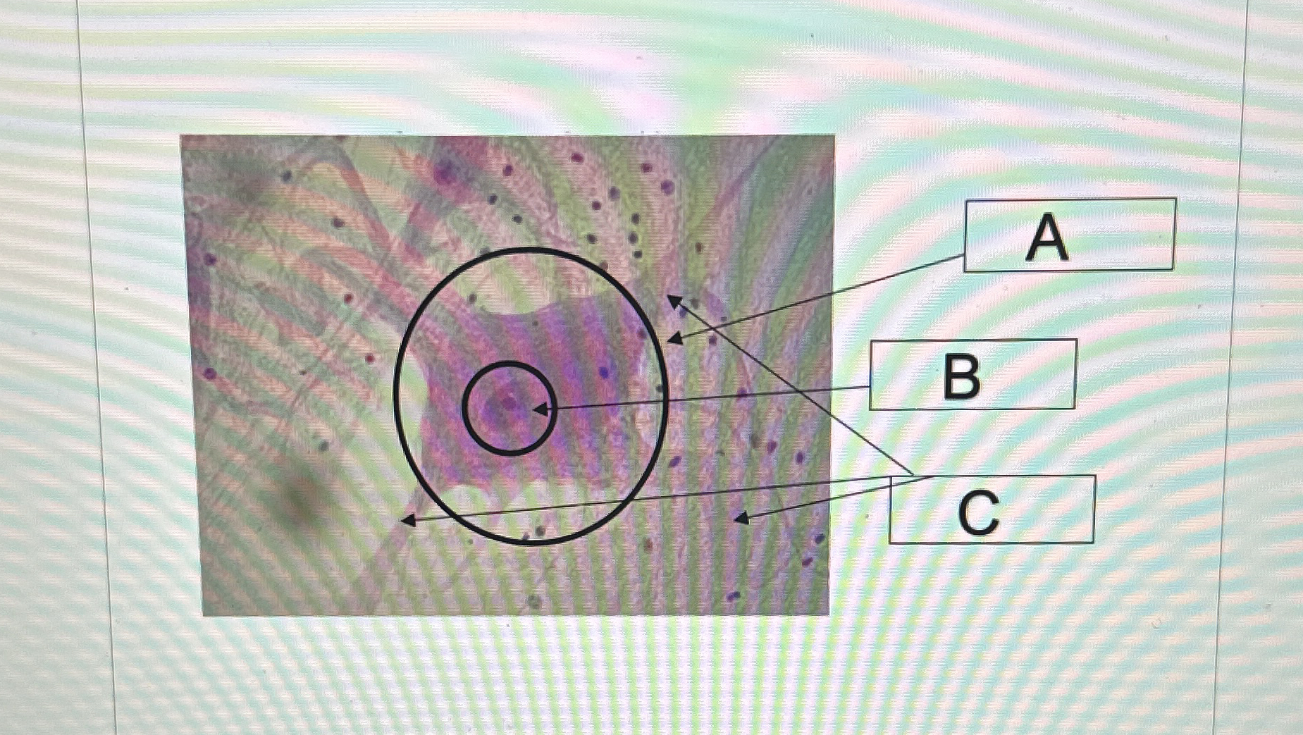 Solved What part of the neuron is letters A, ﻿B, ﻿and C | Chegg.com