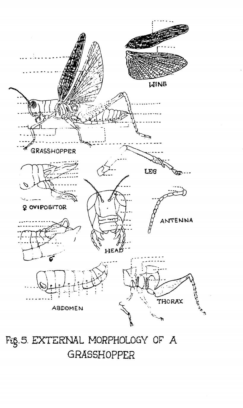 0 GRASSHOPPER Fiģ.3 PINNING POSITIONS IMMATURES | Chegg.com
