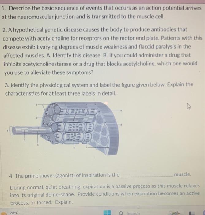 1. Describe the basic sequence of events that occurs | Chegg.com