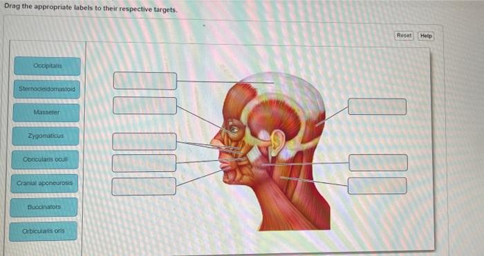 Solved Chapter 6 Matehing Quostion 15.25Art Labeling | Chegg.com