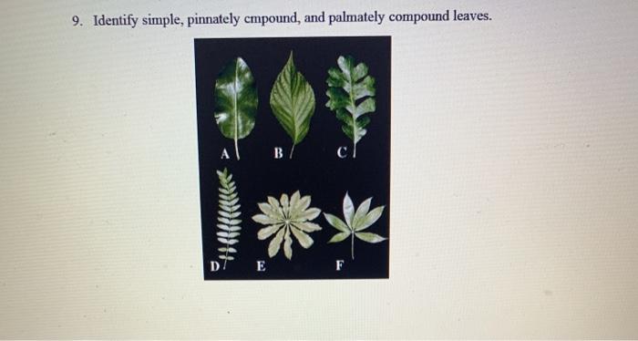 Solved 9. Identify simple, pinnately cmpound, and palmately | Chegg.com