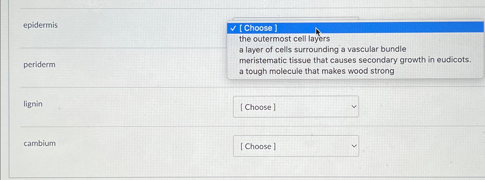 Solved epidermis [ ﻿Choose ]the outermost cell | Chegg.com