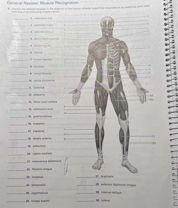 Solved General Review: Muscle Recognition 6. Identify the | Chegg.com