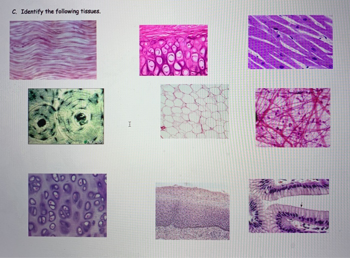 Solved C. Identify the following tissues. . ТА . ТИ А с 77 | Chegg.com