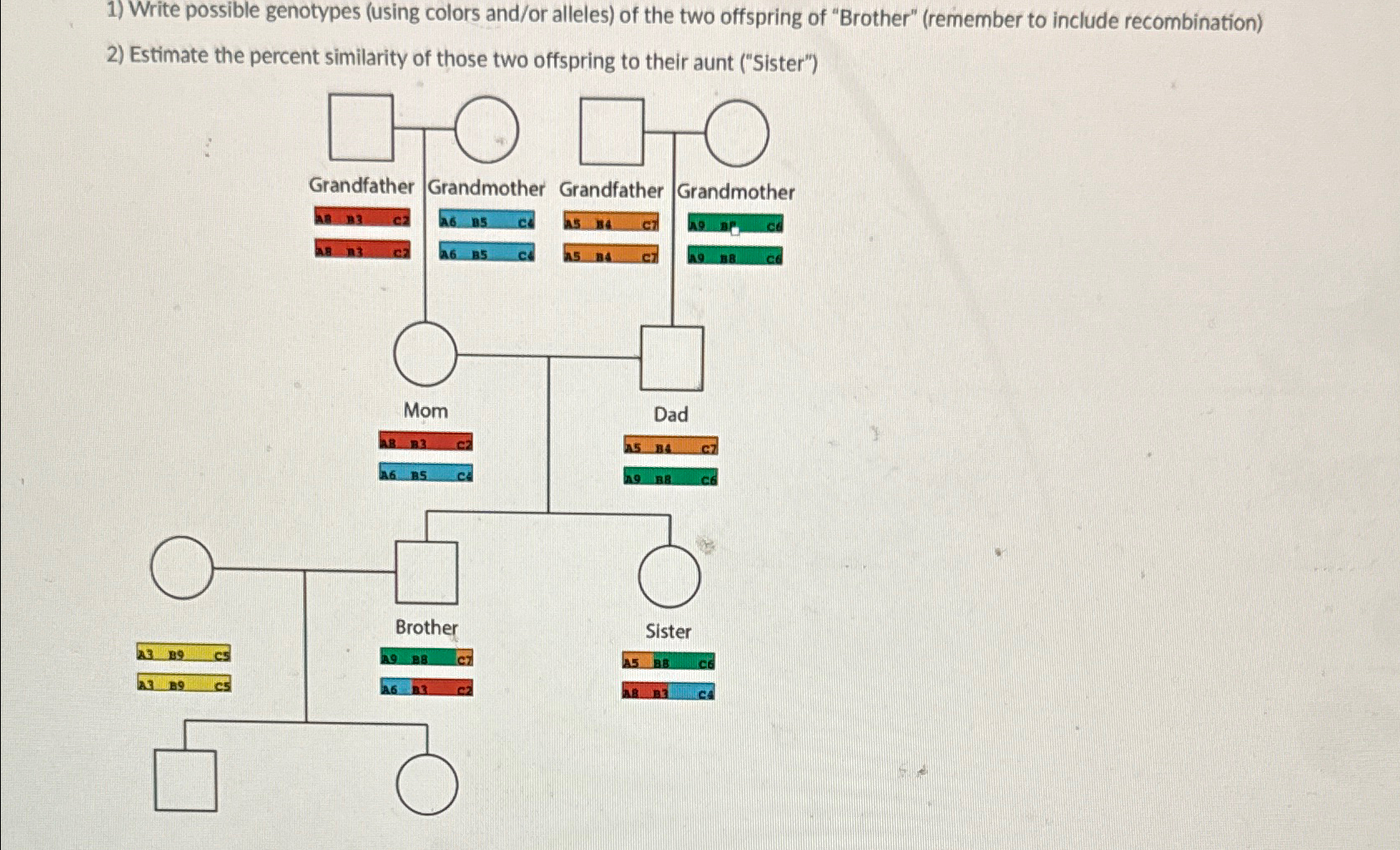 Solved Write possible genotypes (using colors and/or | Chegg.com
