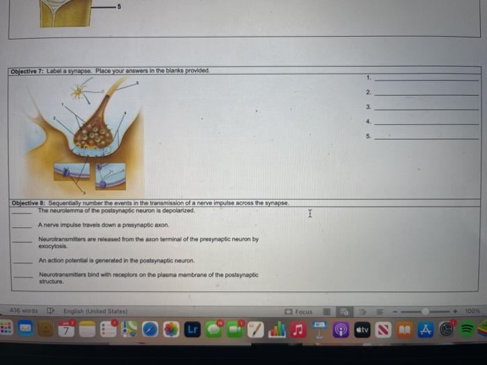 Solved 5 Objective 7: Label a synapse. Place your answers in | Chegg.com