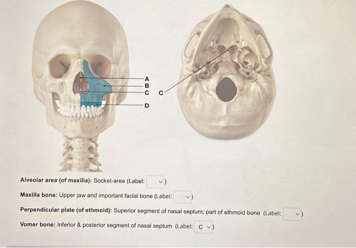 Solved Labeling Pre-Lab: Features (Anterior) Infraorbital | Chegg.com