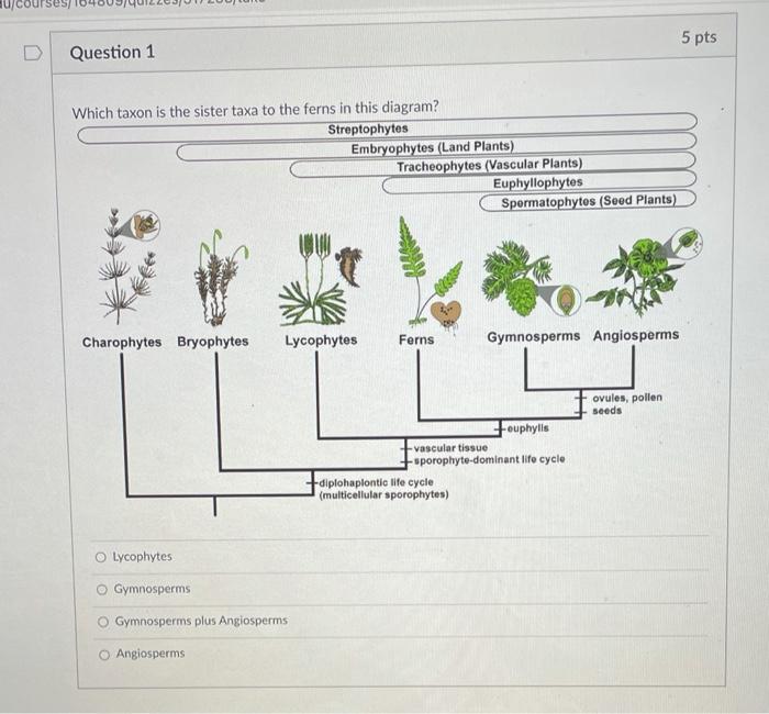 Solved courses 5 pts D Question 1 Which taxon is the sister | Chegg.com