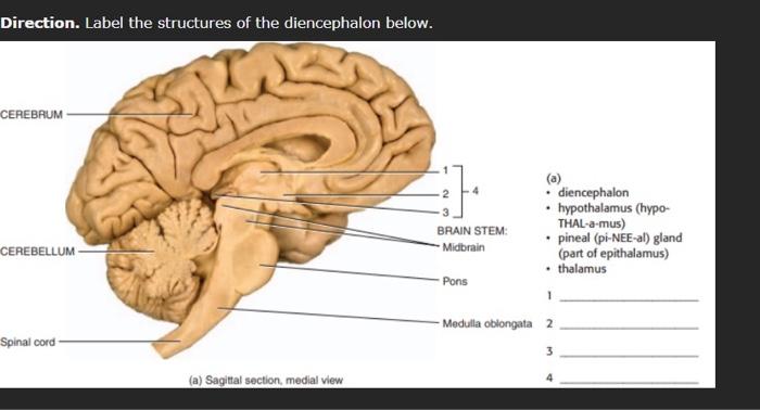 Solved Direction. Label the structures of the diencephalon | Chegg.com