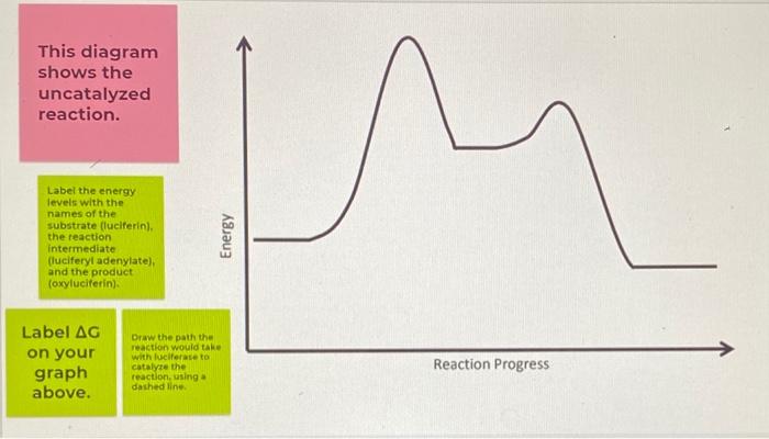 Solved This diagram shows the uncatalyzed reaction. Label | Chegg.com