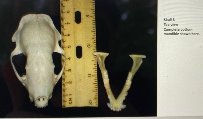 1 Armadillo Dichotomous Key Check teeth all about the | Chegg.com