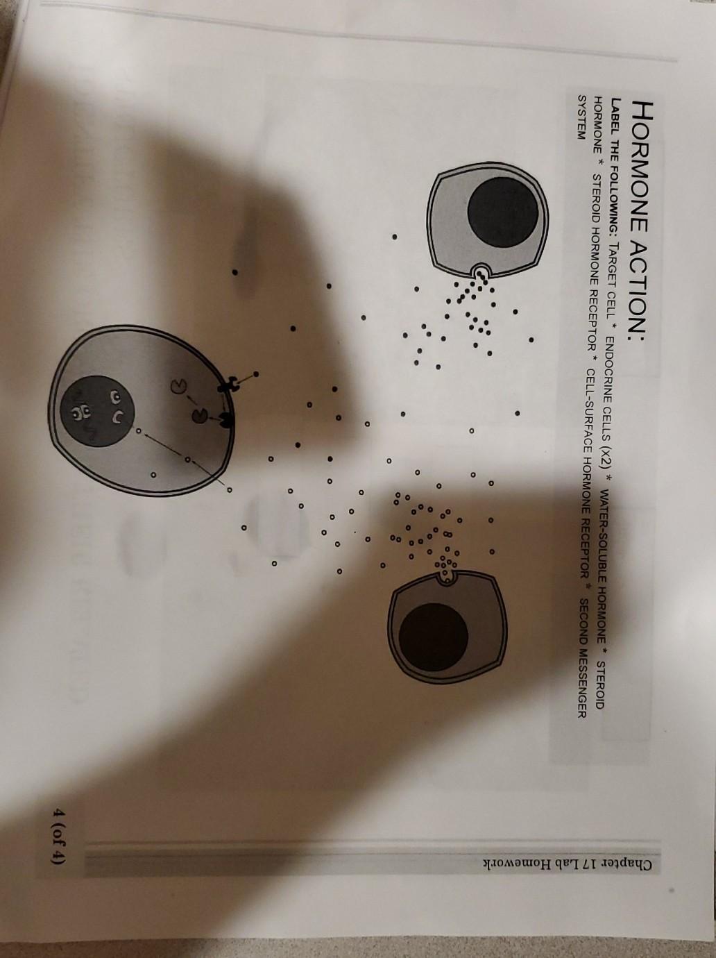 Solved HORMONE ACTION: * LABEL THE FOLLOWING: TARGET CELL * | Chegg.com