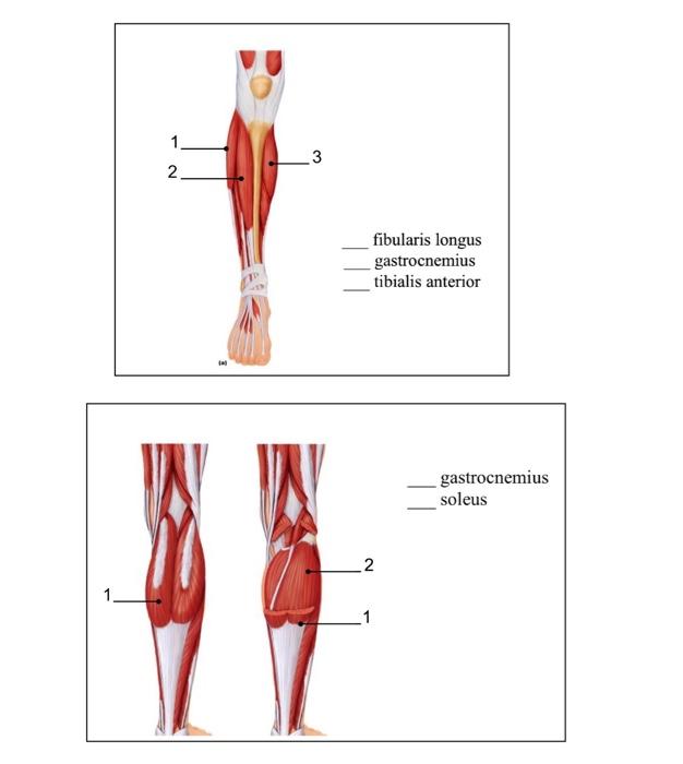 Solved 1 biceps femoris gluteus maximus gluteus medius | Chegg.com