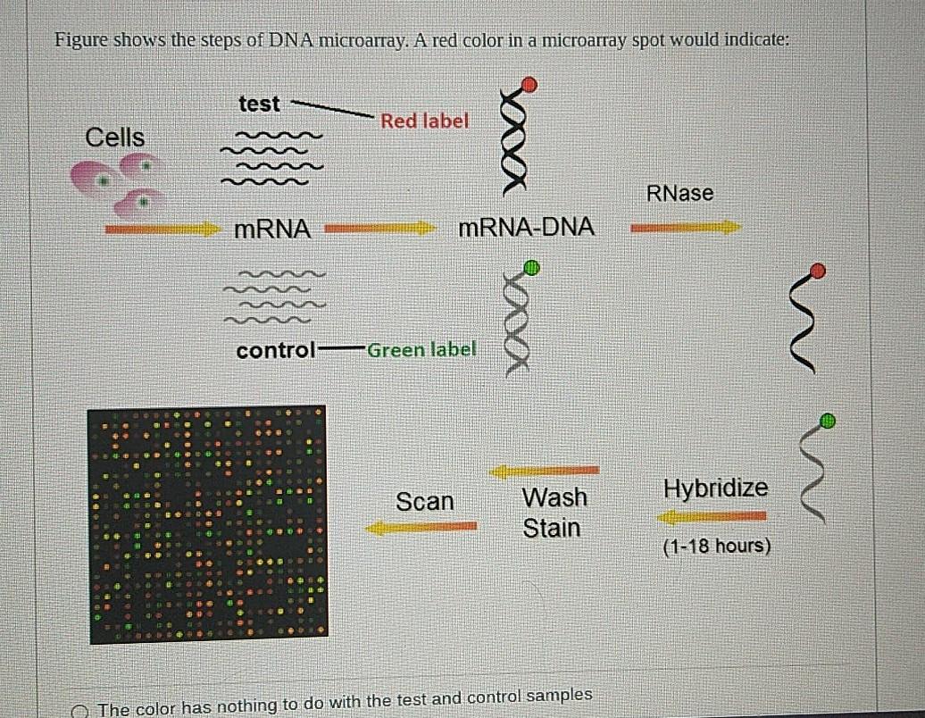Solved Figure shows the steps of DNA microarray. A red color | Chegg.com