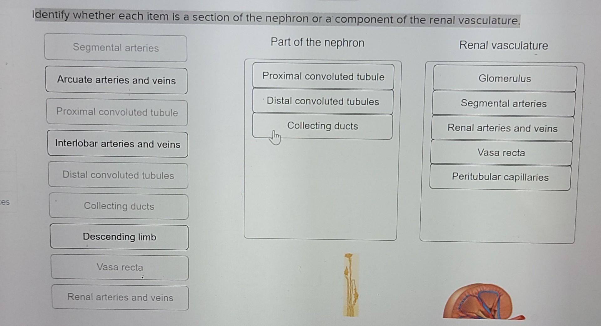 Solved Identify whether each item is a section of the | Chegg.com