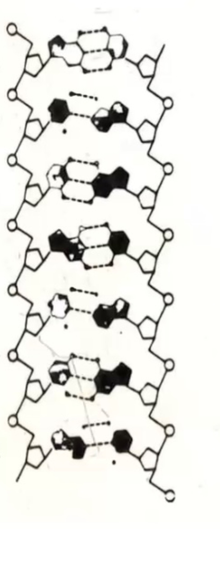 what are characteristics about this DNA diagram? not | Chegg.com