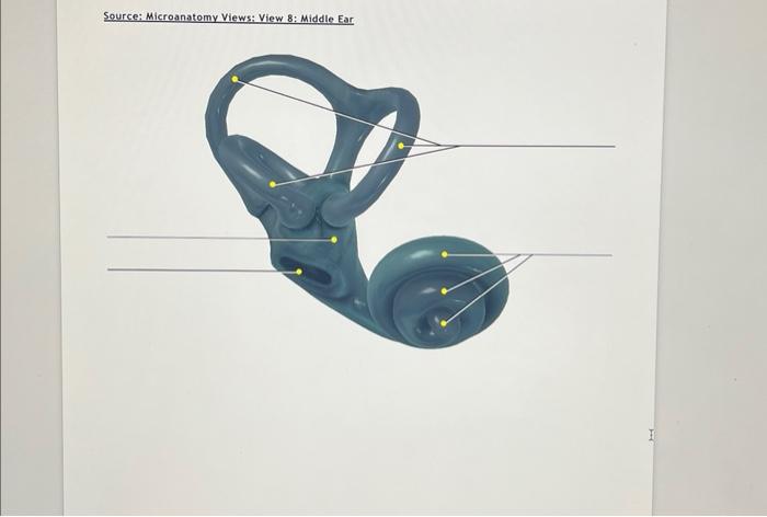 Solved Source: Microanatomy Views: View 7: Ear Source: | Chegg.com