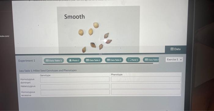 Solved Record the genotypes and phenotypes of the seeds | Chegg.com