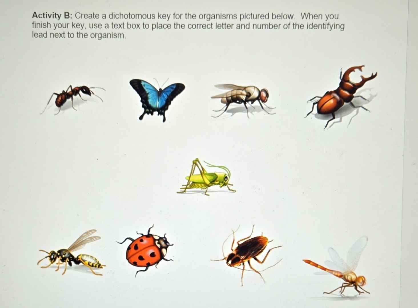 Solved Activity B: Create a dichotomous key for the | Chegg.com