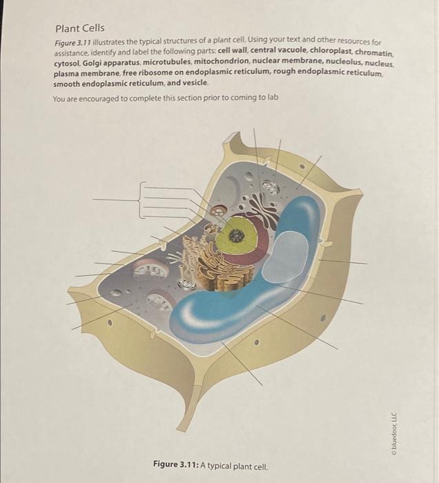 Solved Plant Cells Figure 3.11 illustrates the typical | Chegg.com