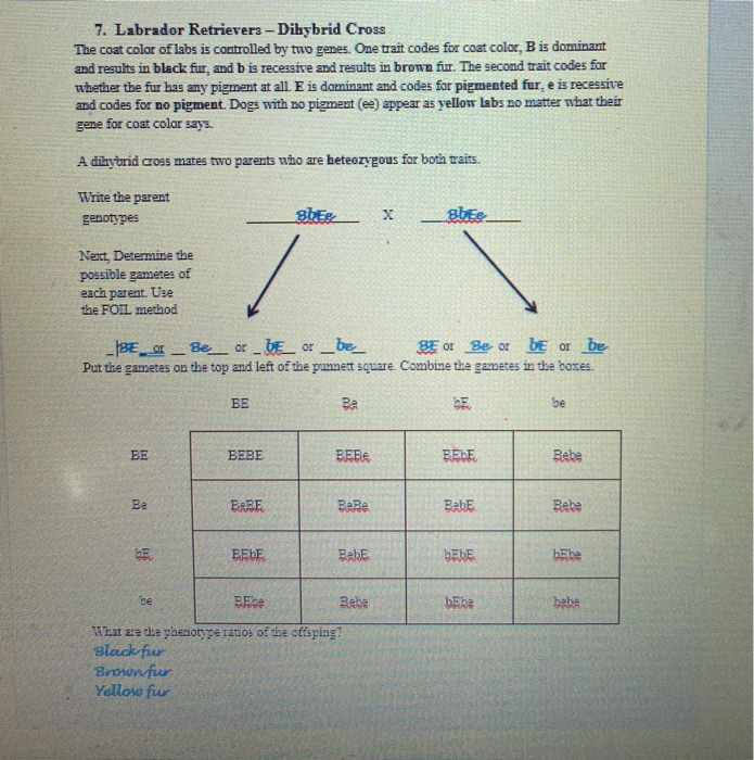 Solved 7. Labrador Retrievers - Dihybrid Cross The coat | Chegg.com