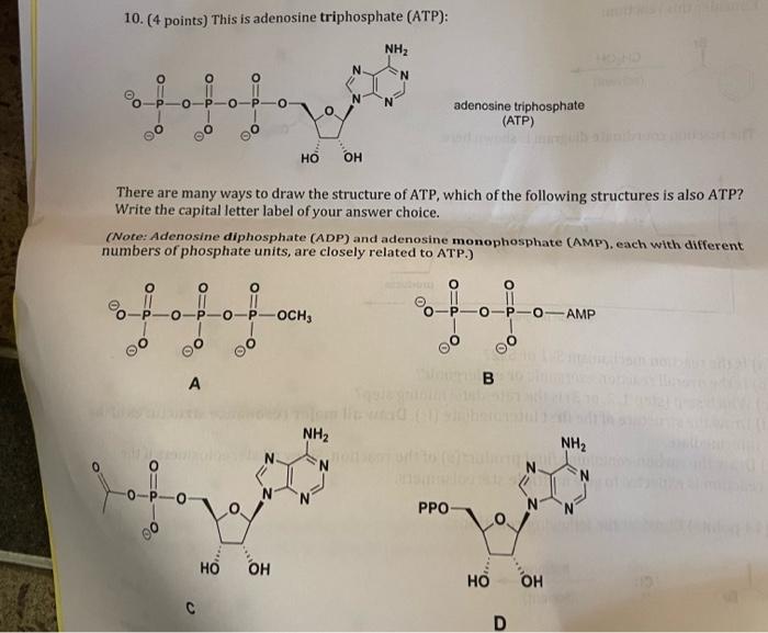 Solved 10. (4 points) This is adenosine triphosphate (ATP): | Chegg.com