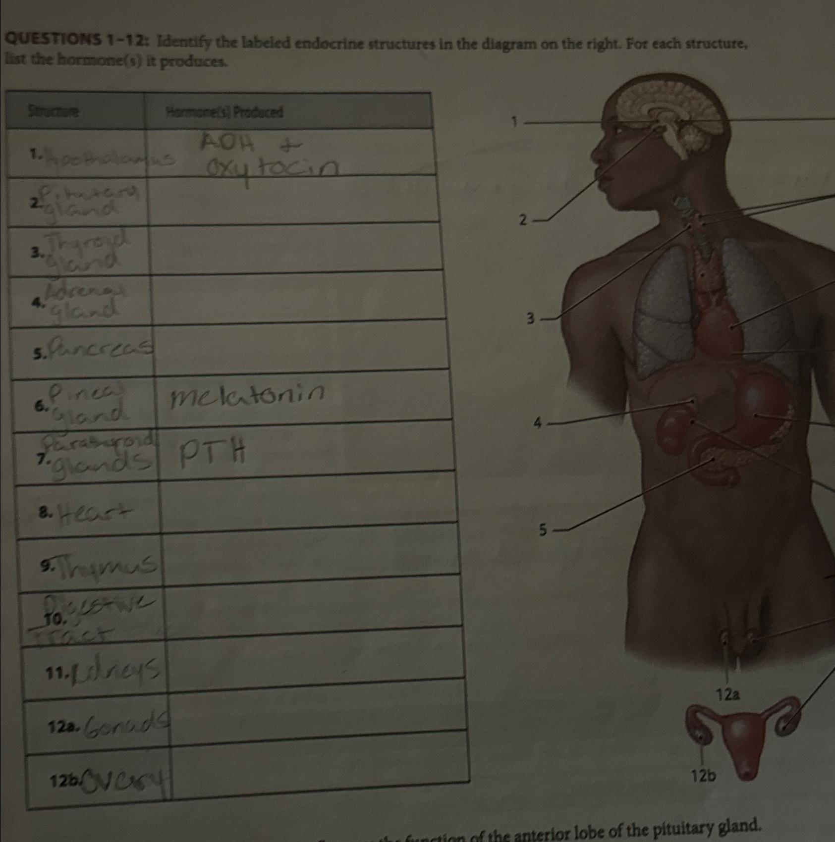Solved QUESTIONS 1-12: Identify the labeled endocrine | Chegg.com