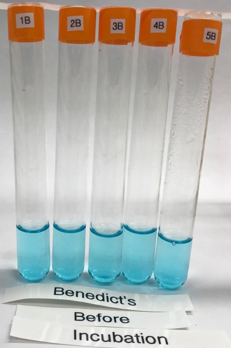 Name and Lab Section 1. Amylase Activity and Effect | Chegg.com