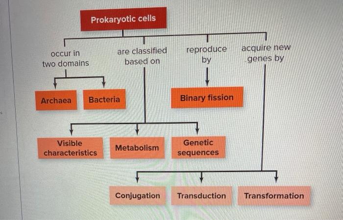 Solved Prokaryotic cells occur in two domains are classified | Chegg.com
