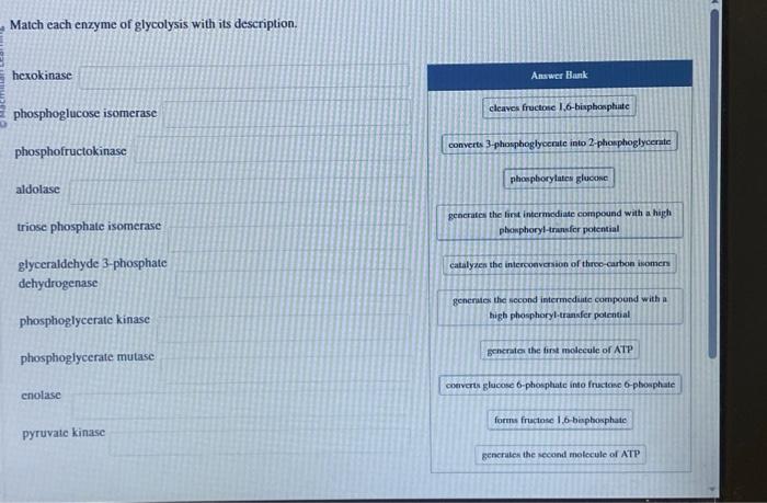 Solved Match each enzyme of glycolysis with its description. | Chegg.com