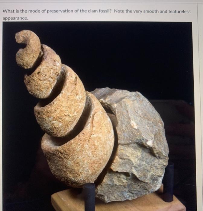 Solved What is the mode of preservation of the clam fossil? | Chegg.com