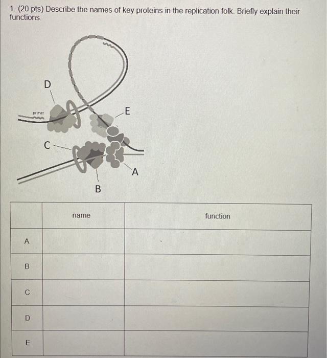 Solved 1. ( 20 pts) Describe the names of key proteins in | Chegg.com