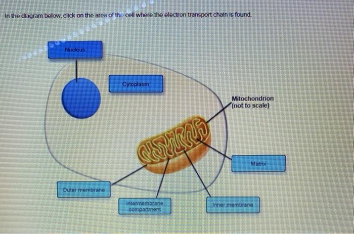 Solved In the diagram below, click on the area of the cell | Chegg.com