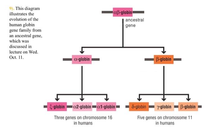 Solved 9). This illustrate evolutio human g gene fan an | Chegg.com