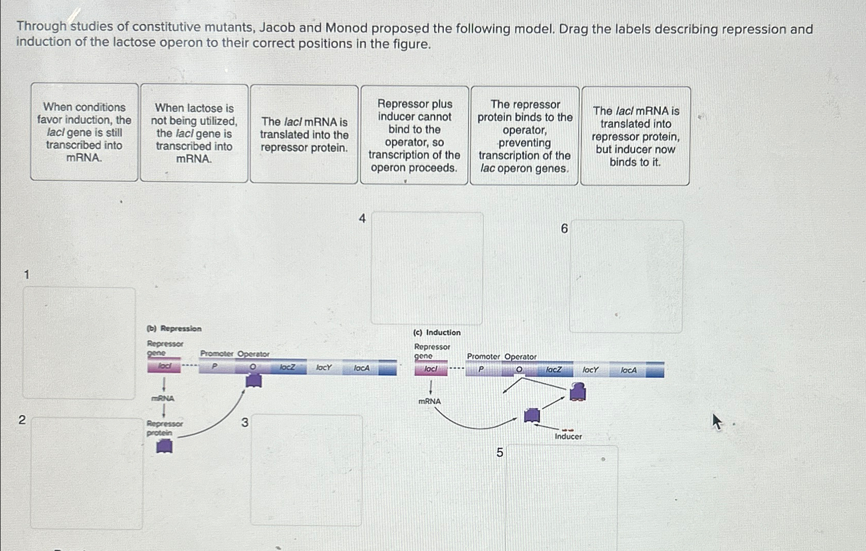 Solved Through studies of constitutive mutants, Jacob and | Chegg.com