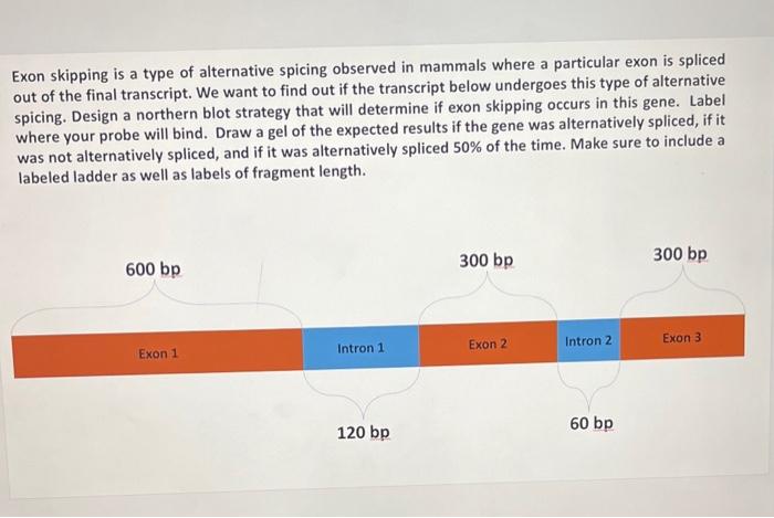 Exon skipping is a type of alternative spicing | Chegg.com