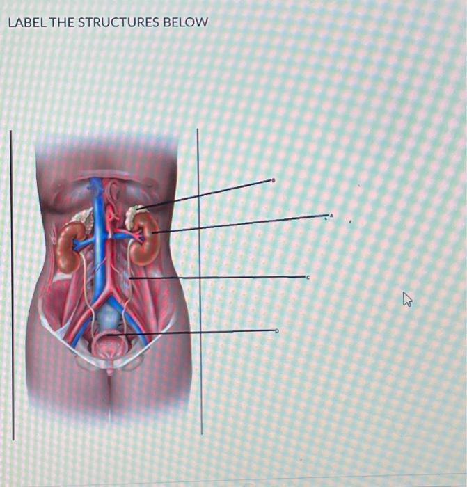 Solved LABEL THE STRUCTURES BELOW Identify the structure | Chegg.com