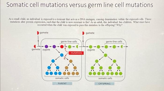 Solved Somatic cell mutations versus germ line cell | Chegg.com
