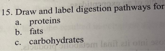 Solved 15. Draw and label digestion pathways for a. proteins | Chegg.com