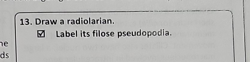 Solved Draw a radiolarian.Label its filose pseudopodia. | Chegg.com