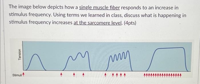 Solved The image below depicts how a single muscle fiber | Chegg.com