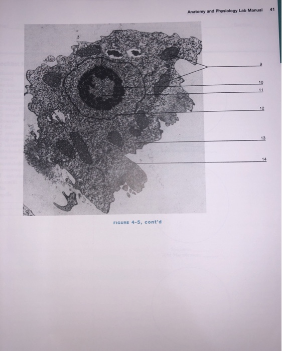 Solved 41 Anatomy and Physiology Lab Manual 10 11 12 13 14 | Chegg.com Solved 41 Anatomy and Physiology Lab Manual 10 11 12 13 14 | Chegg.com
