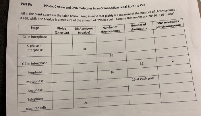 Solved Ploidy, C-value and DNA molecules in an nd DNA | Chegg.com