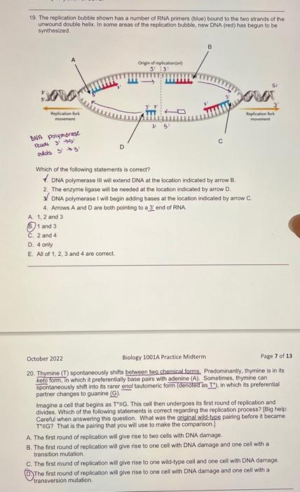 Solved 19. The replication bubble shown has a number of RNA | Chegg.com