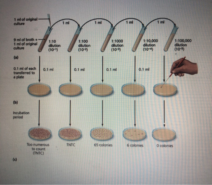 Solved 4. Calculate the CFU/mml or gr unknown. Use this | Chegg.com
