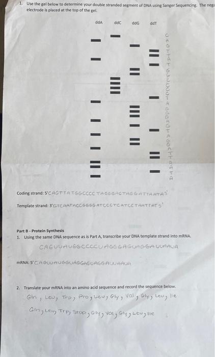 Solved 1. Use the gel below to determine your double | Chegg.com